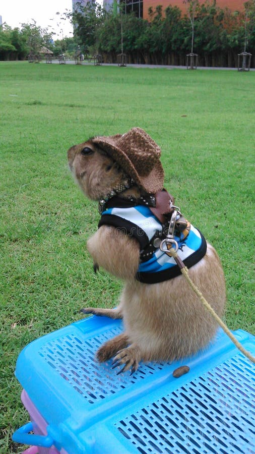 Parrydog stock image. Image of park, time, good, animal - 44992253