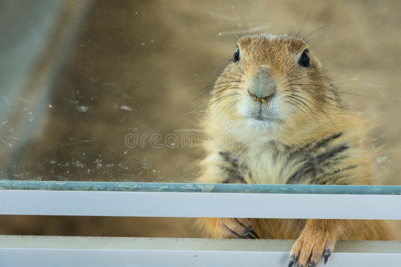 Parrydog in the Zoo.Thailand. Stock Image - Image of ground, nature ...