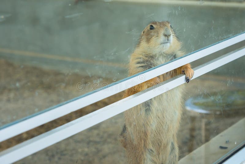 Parrydog in the Zoo.Thailand. Stock Photo - Image of white, looking ...