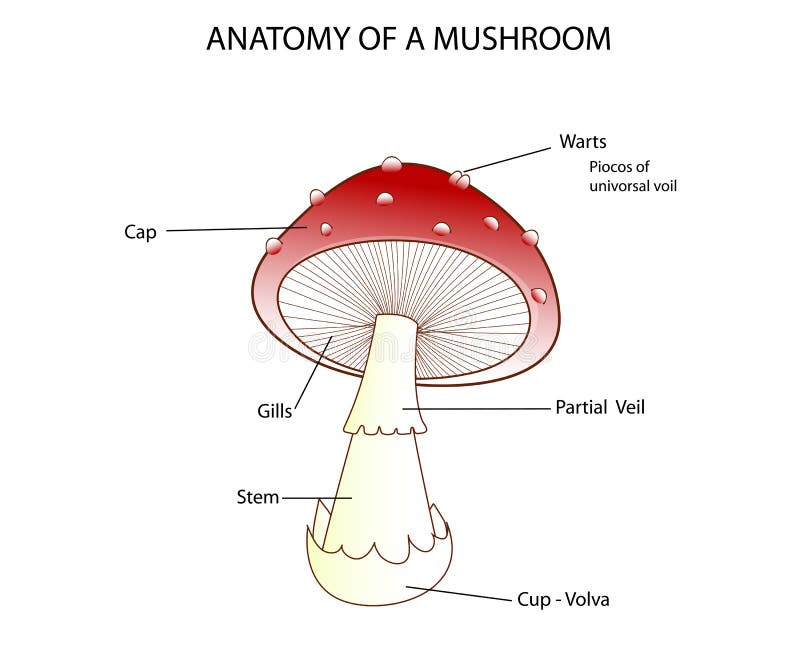 Pars of a mushroom stock vector. Illustration of gills - 84821032