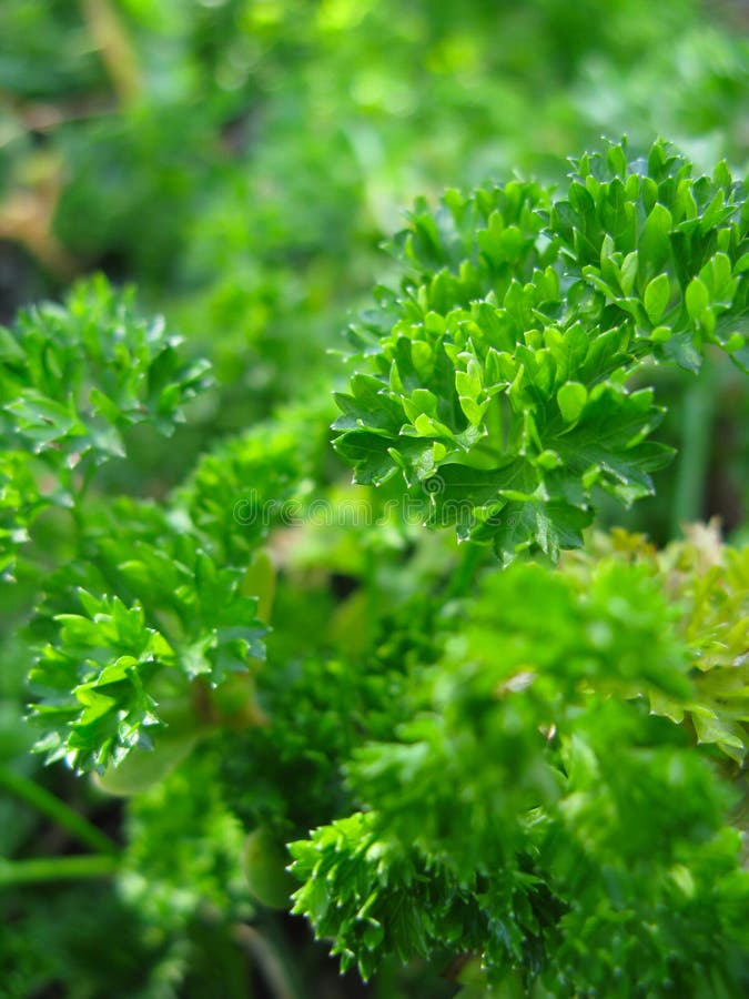 Parsley stock photo. Image of color, fresh, foods, background - 11099984