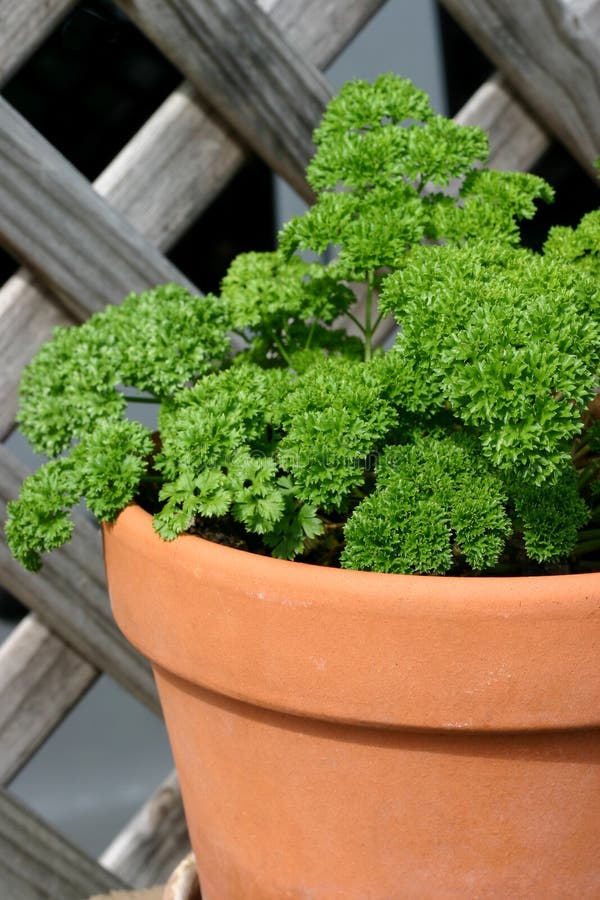 Parsley stock image. Image of leaves, cooking, growth - 1409963
