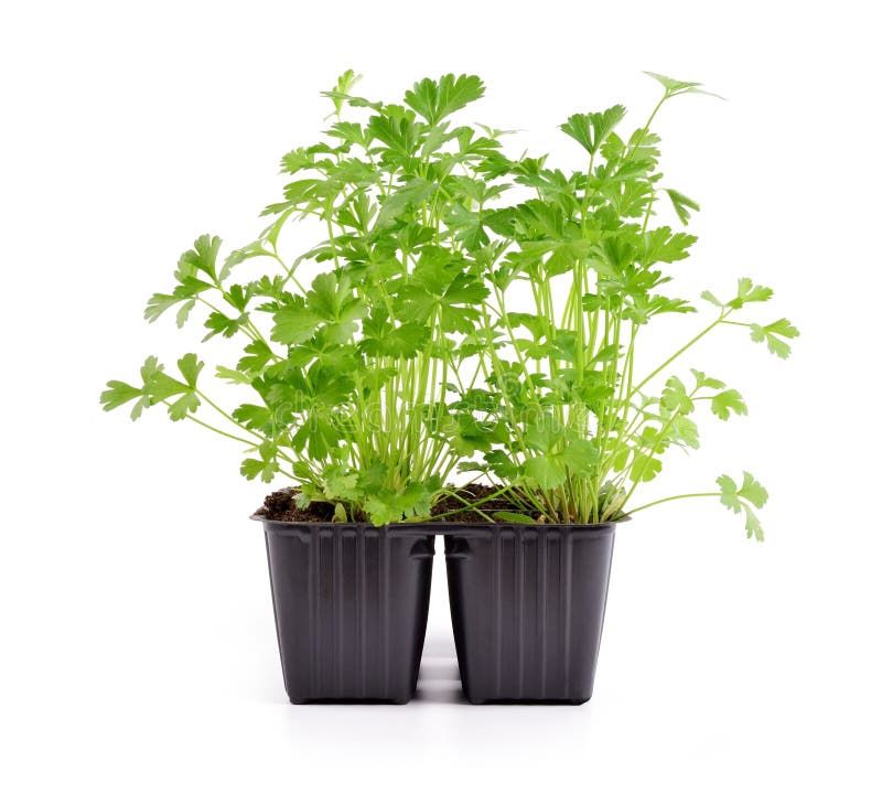 Parsley Seedling in Pot Isolated on White Background. Stock Image ...