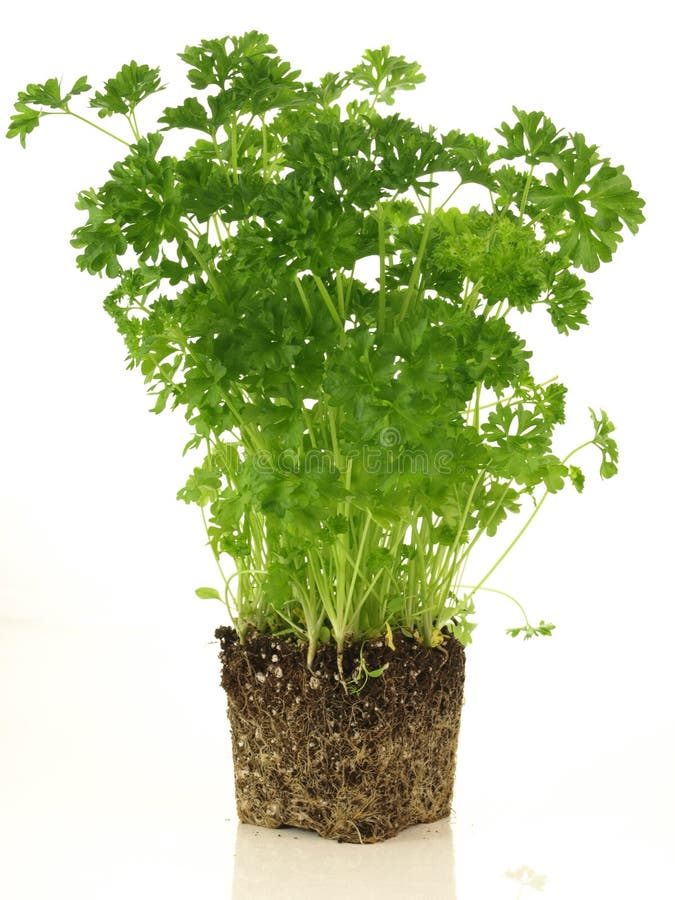 5,871 Parsley Tree Stock Photos - Free & Royalty-Free Stock Photos from ...