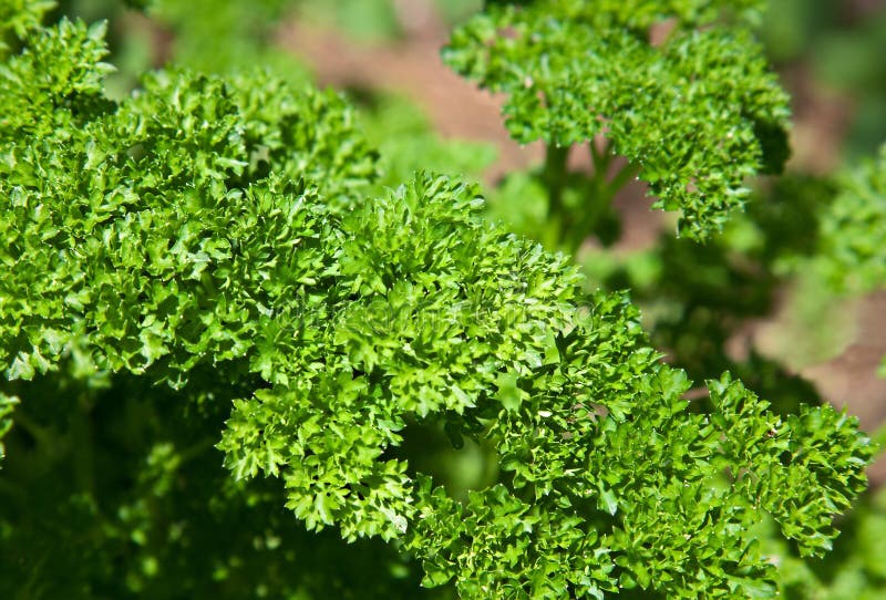 Clubmoss 2 stock photo. Image of evergreen, fresh, mountain - 6997372