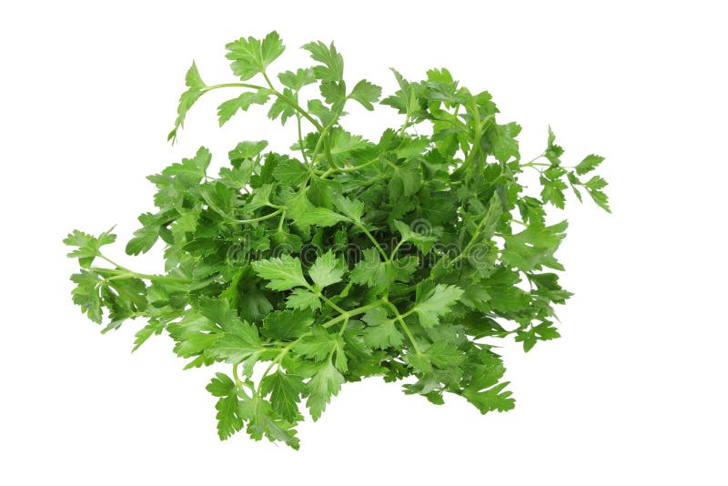 Parsley stock photo. Image of white, healthy, studio - 27136030