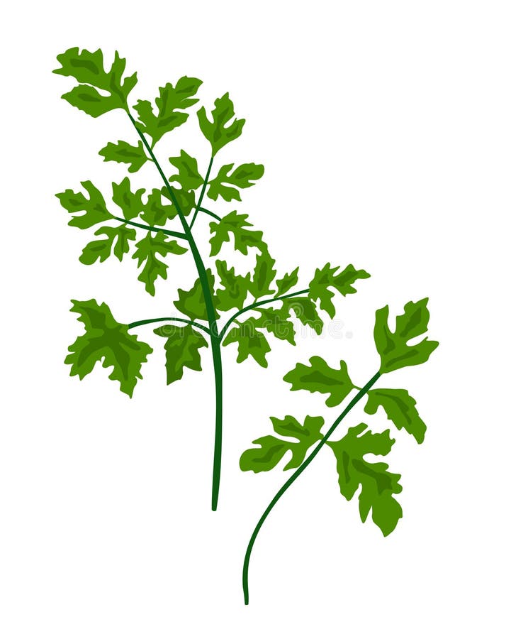 Parsley stock vector. Illustration of cook, natural, cuisine - 3911734