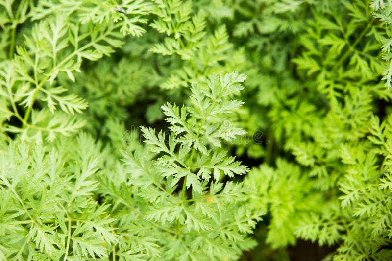 Parsley Beds. Parsley Grows in the Garden. Life in the Village. Stock ...