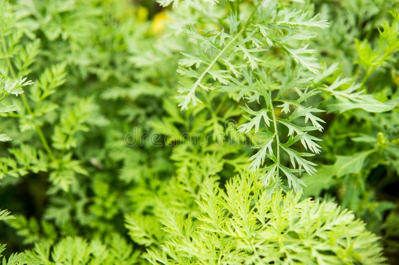 Parsley Beds. Parsley Grows in the Garden. Life in the Village. Stock ...