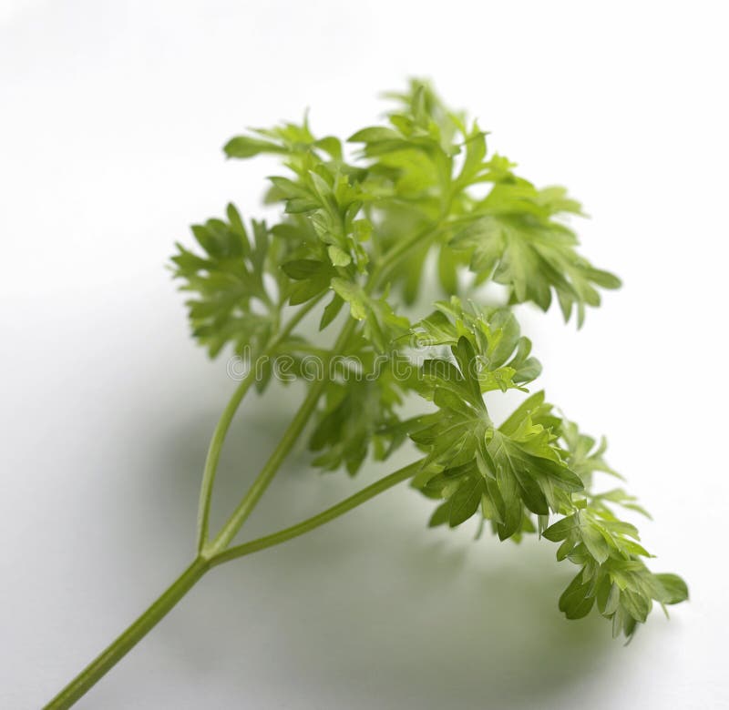 Parsley Branch on White Background Stock Image - Image of natural ...