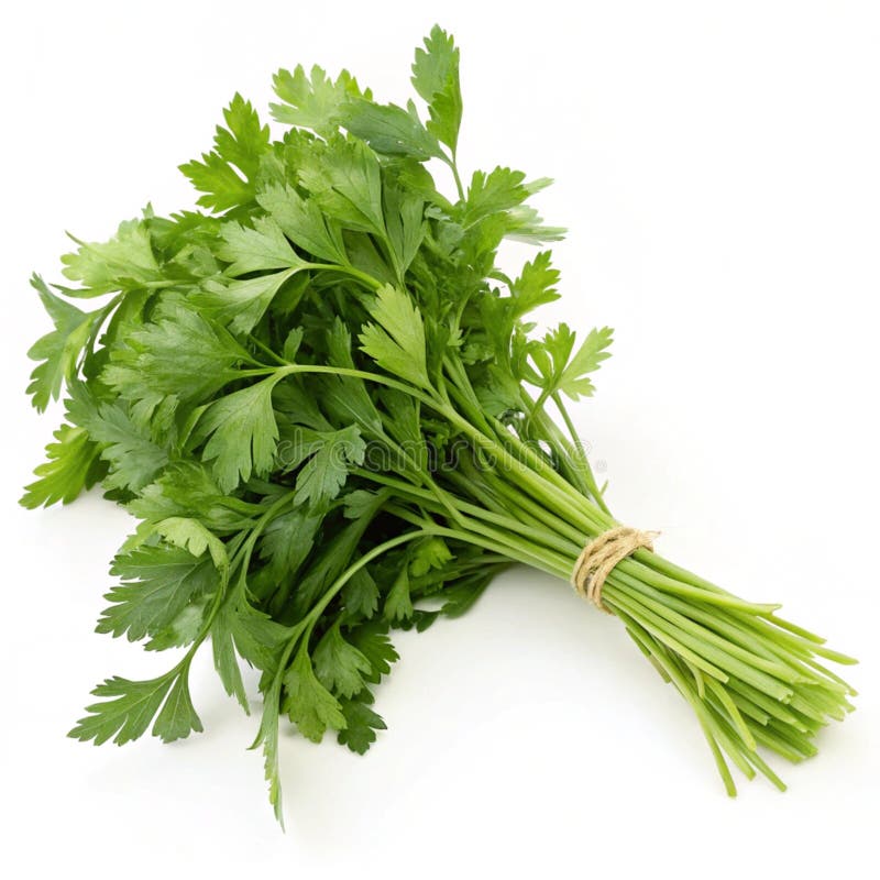 Parsley Bundle Freshly Harvested on Transparent Background Stock ...
