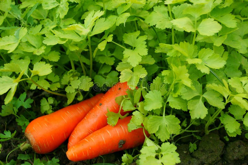 Parsley and Carrot - Organic Food Stock Image - Image of diet, harvest ...
