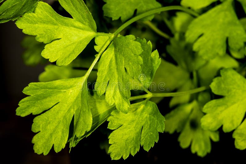 Parsley, Closeup of the Young Leaves Stock Image - Image of macro ...