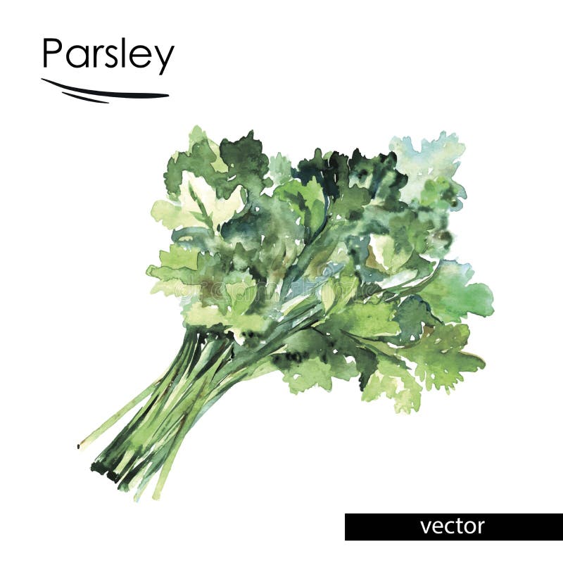 Parsley color illustration stock vector. Illustration of crop - 72988704