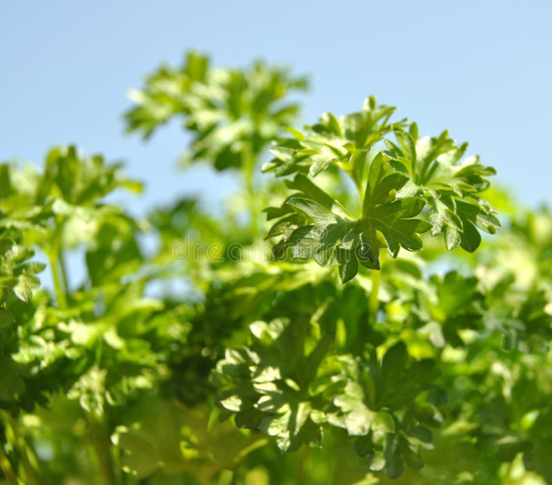 Parsley cut-out stock photo. Image of leaves, food, close - 18121590