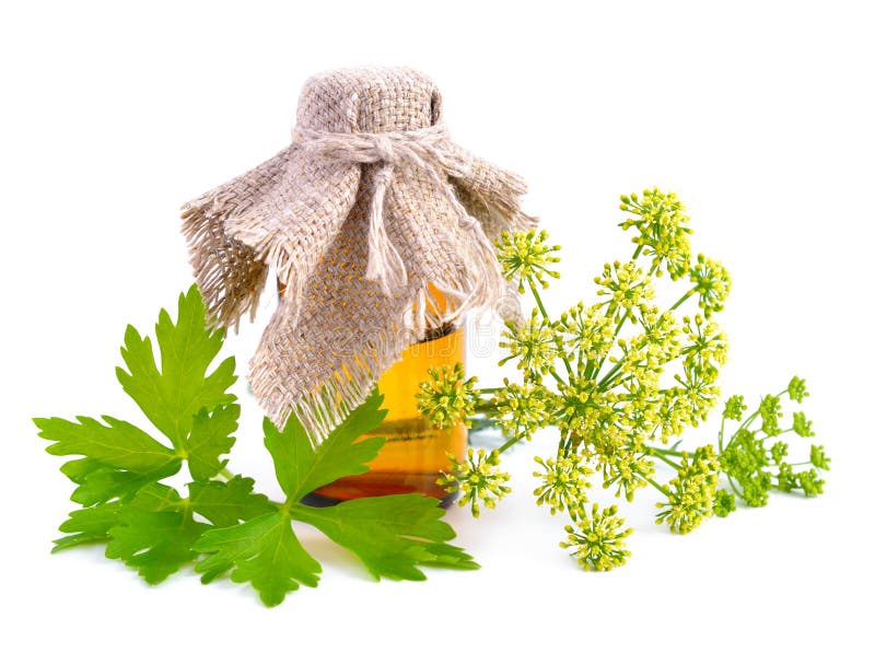 Parsley Essential Oil on Pharmaceutical Bottle. Stock Image - Image of ...