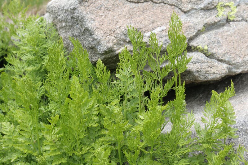 Parsley fern stock image. Image of plant, green, herbaceous - 22033583