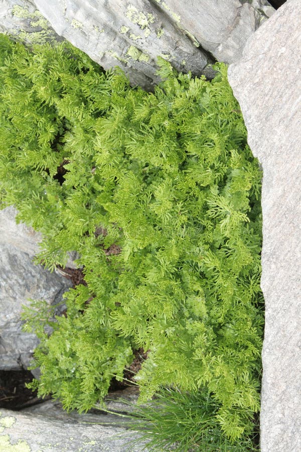 Parsley fern stock image. Image of cryptogramma, pteridophyte - 86588359