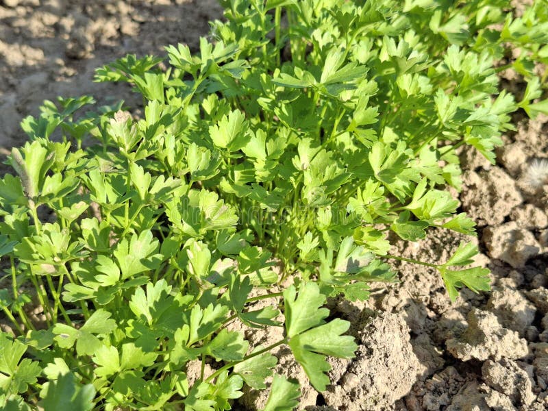Parsley in the Field in Garden Stock Photo - Image of food, green ...