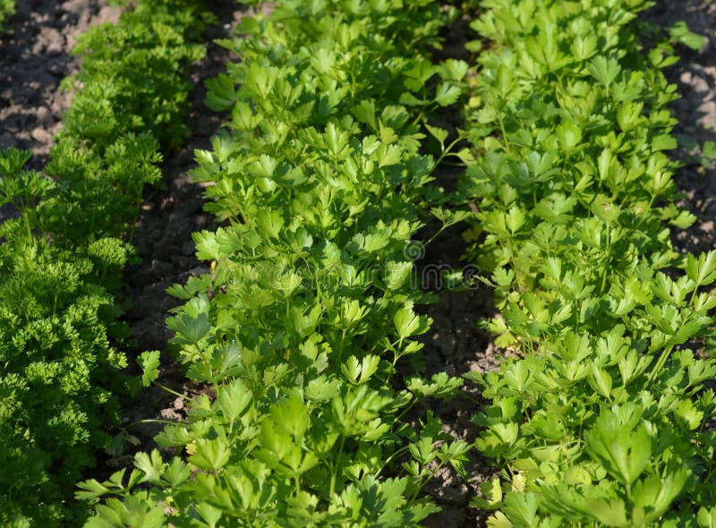 Parsley field stock image. Image of nature, plant, eating - 31995625