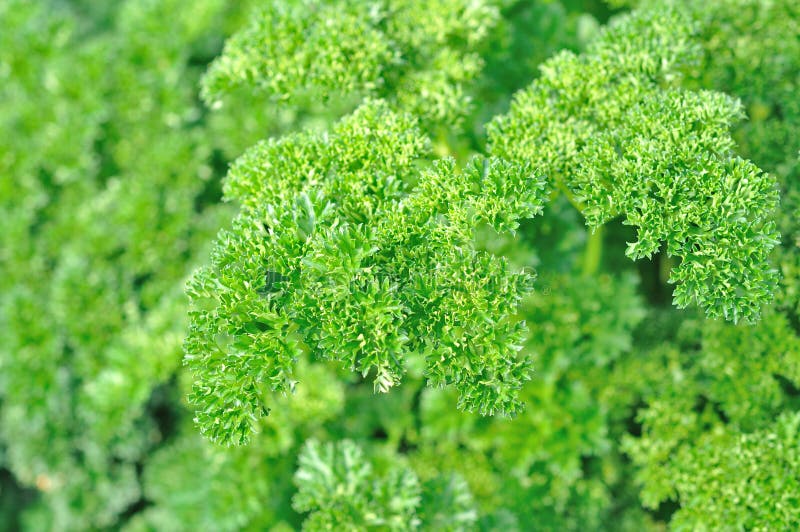 Parsley stock image. Image of closeup, healthy, herbal - 42886723