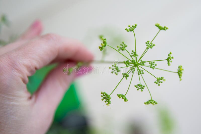 Parsley Flower, Flower in Hand Stock Image - Image of flower, herb ...