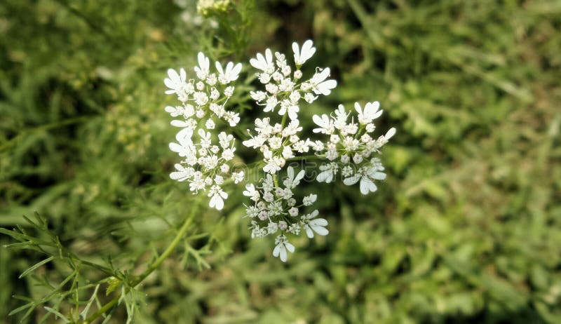 Parsley Flower. stock image. Image of white, beautiful - 113712587