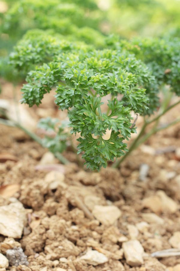 Parsley Green on Trees in the Garden. Stock Photo - Image of fresh ...