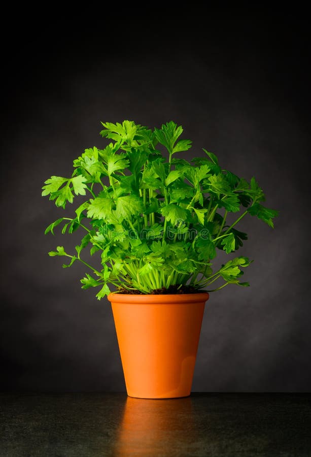 Organic Parsley Plant Growing in Pot on White Background Stock Photo ... Organic Parsley Plant Growing in Pot on White Background Stock Photo ...