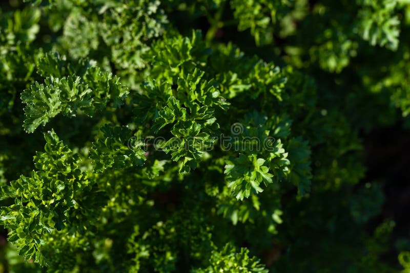 Parsley Grows in the Garden in the Garden. First Spring Harvest ...