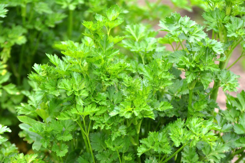 Parsley Grows in Open Ground Stock Image - Image of aromatic, leaf ...