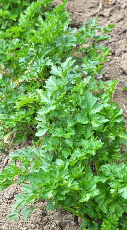 Parsley Grows in Open Ground Stock Photo - Image of farm, herb: 212521960