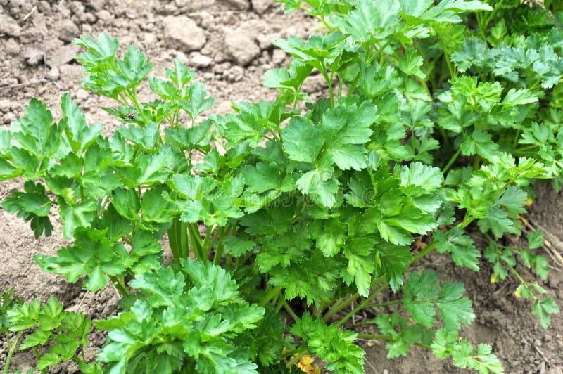 Parsley Grows in Open Ground Stock Photo - Image of health, medicine ...