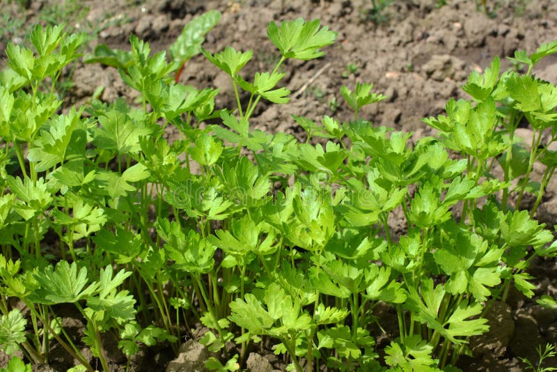 Parsley Grows in Open Ground Stock Image - Image of land, agro: 240889099