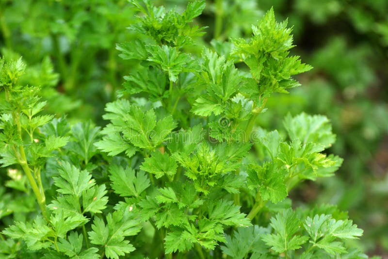 Parsley Grows in Open Ground Stock Image - Image of freshness ...