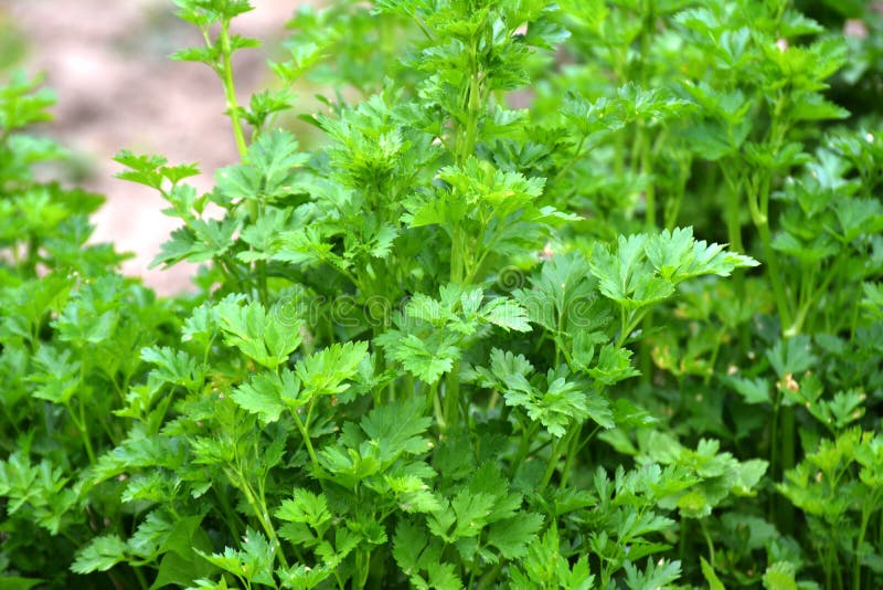 Parsley Grows in Open Ground Stock Photo - Image of land, cuisine ...