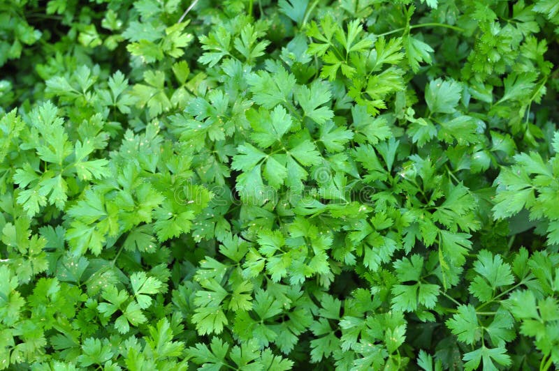 Parsley Grows in Open Ground Stock Image - Image of freshness, bunch ...