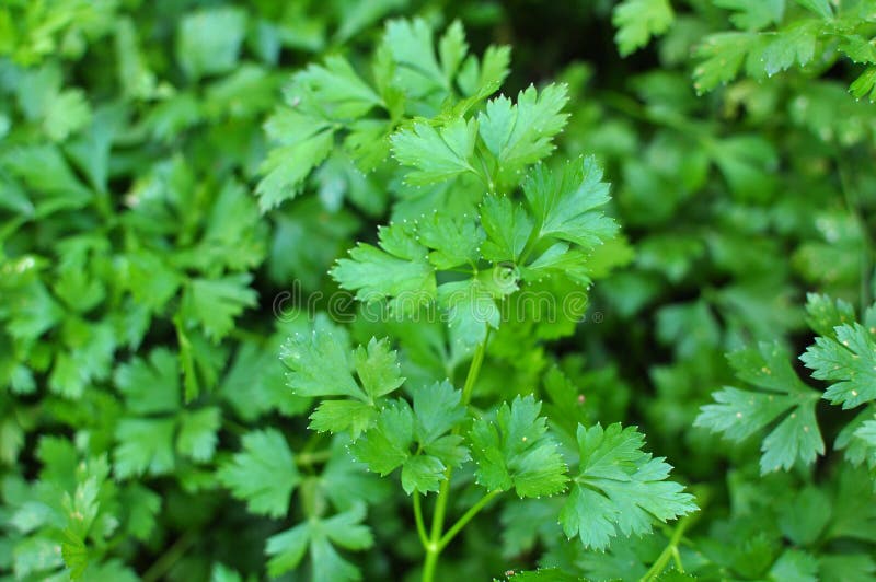 Parsley Grows in Open Ground Stock Image - Image of earth, cuisine ...