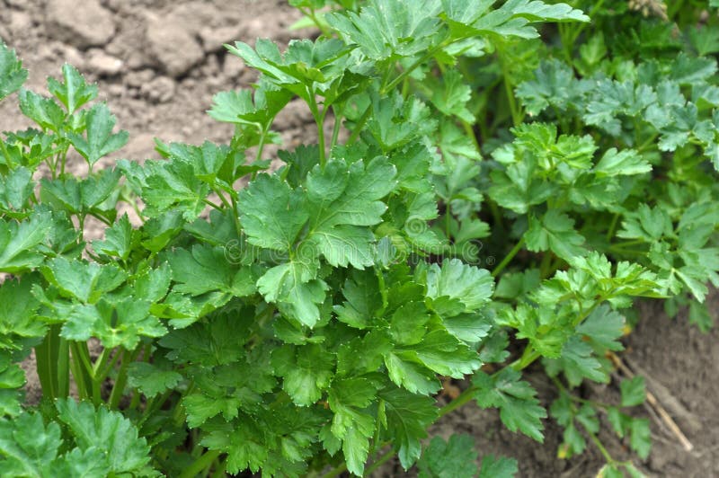 Parsley Grows in Open Ground Stock Photo - Image of background, earth ...