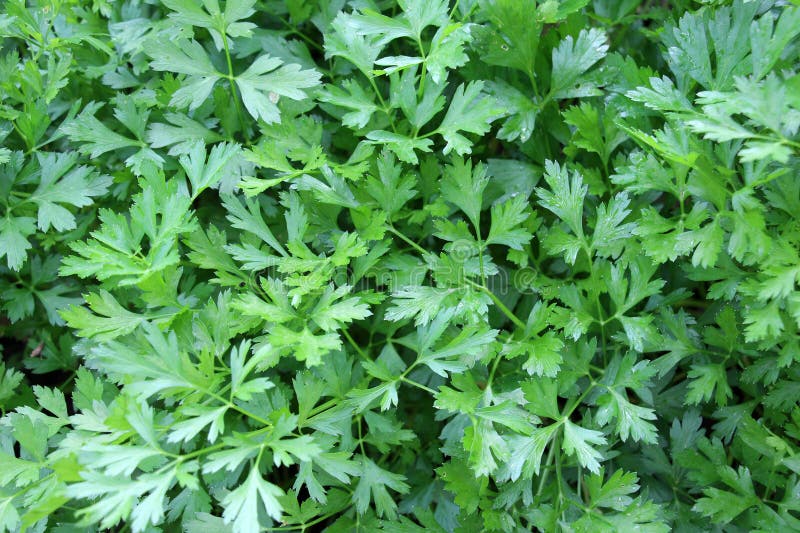Parsley Grows in Open Ground Stock Photo - Image of cuisine, fresh ...