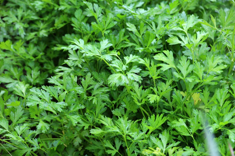 Parsley Grows in Open Ground Stock Image - Image of soil, organic ...