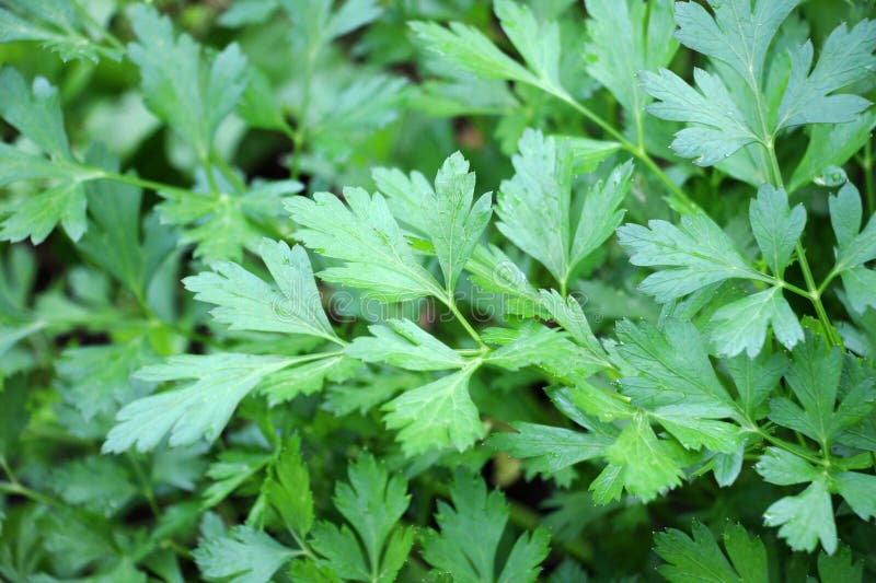 Parsley Grows in Open Ground Stock Photo - Image of white, land: 372181028