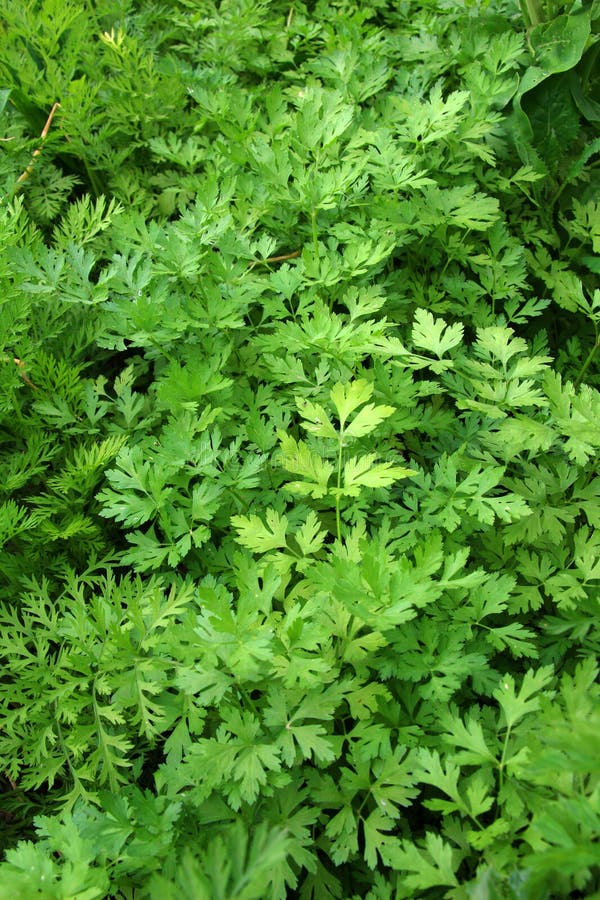 Parsley Grows in Open Ground Stock Photo - Image of organic, healthy ...