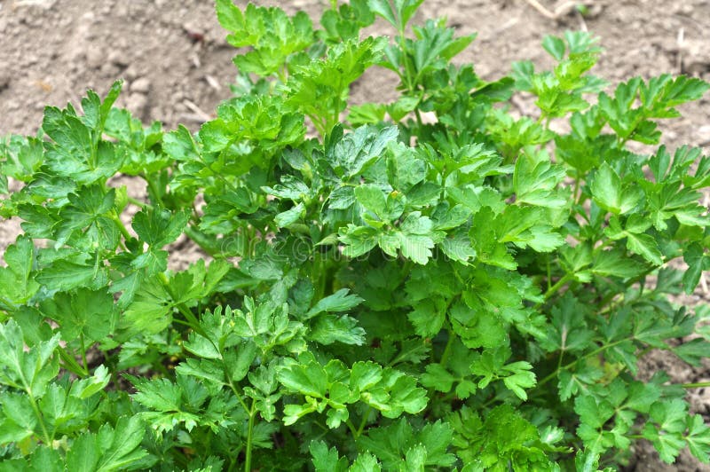 Parsley Grows in Open Ground Stock Image - Image of earth, leaf: 212521963