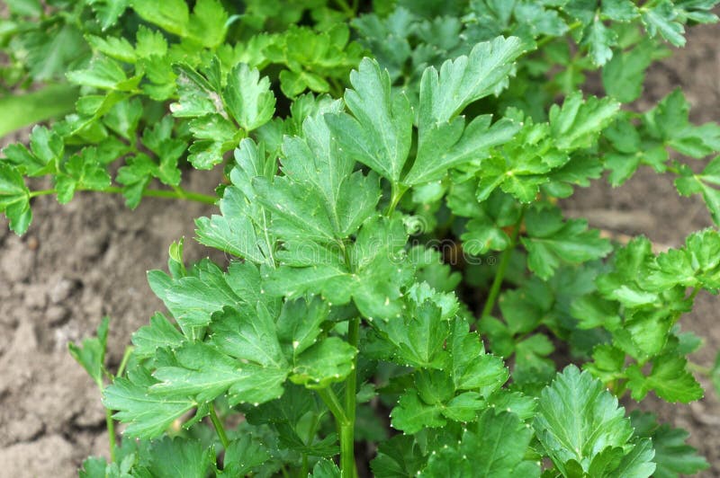 Parsley Grows in Open Ground Stock Image - Image of herb, ingredient ...