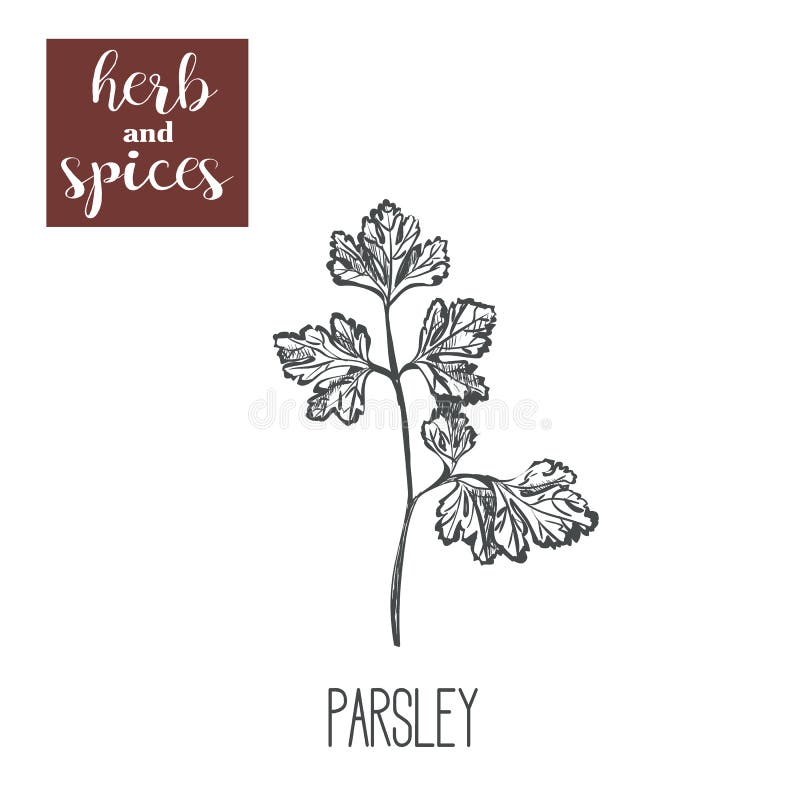 Parsley Set. Hand Drawn Colorful Collection with Greens, Bunch, Leaf ...