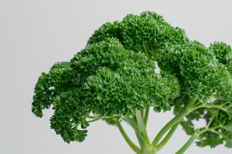 Parsley Herb Plant with Fresh Leaves on a White Background. Stock Photo ...
