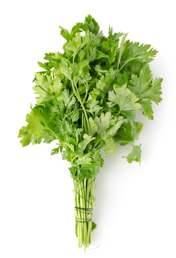 Parsley isolated stock photo. Image of studio, background - 15910500