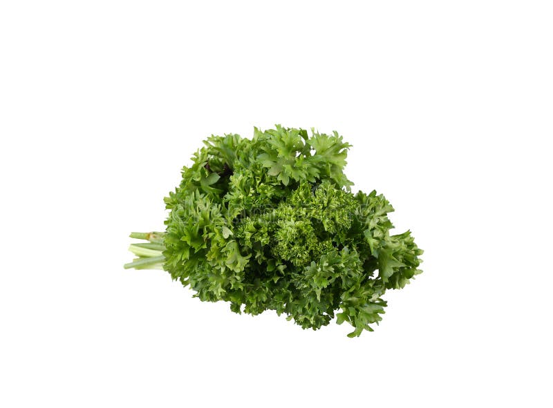 Parsley on White Background Stock Image - Image of green, garnish ...