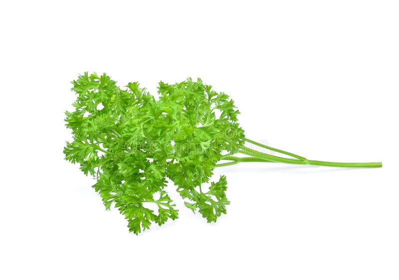 Parsley Isolated on White Background Stock Photo - Image of healthy ...